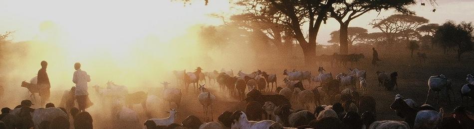 Climate Security Practice Spotlight – Crops and Cows, the Marial Bai ...